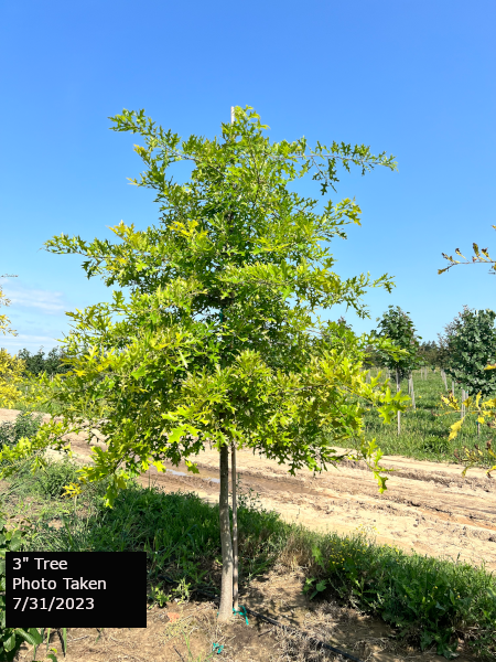 Pin Oak Tree - Plant Inventory | Goodmark Nurseries