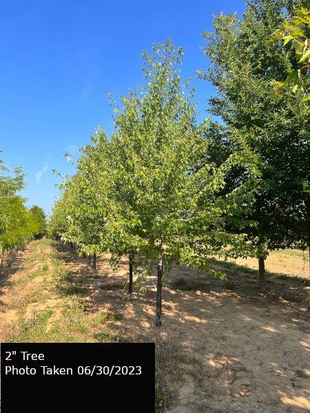 Sienna Glen® Maple Tree - Plant Inventory | Goodmark Nurseries