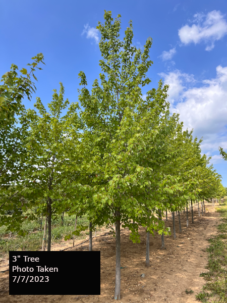 Somerset Maple Tree - Acer Rubrum 'Somerset' | Goodmark Nurseries