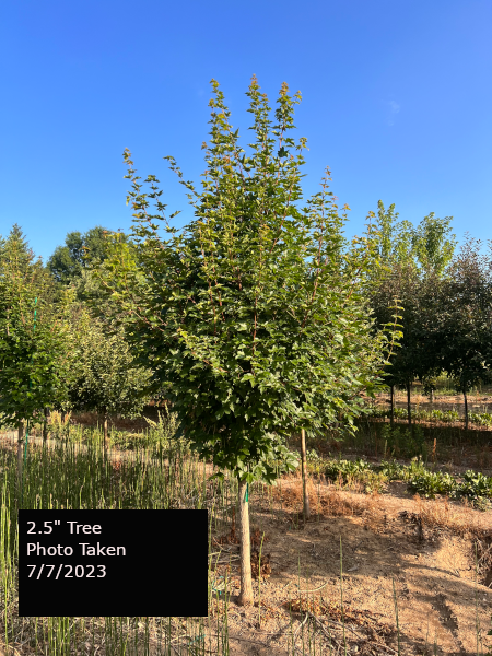 State Street® Maple Tree - Plant Inventory | Goodmark Nurseries