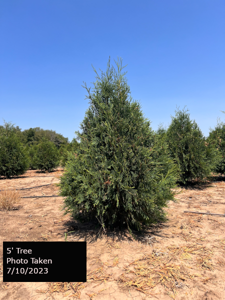 Techny Arborvitae Tree - Plant Inventory | Goodmark Nurseries