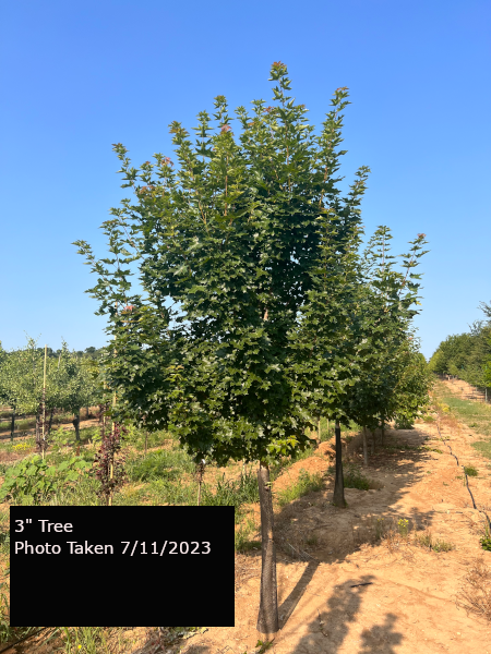 Urban Sunset Maple Tree - Plant Inventory | Goodmark Nurseries