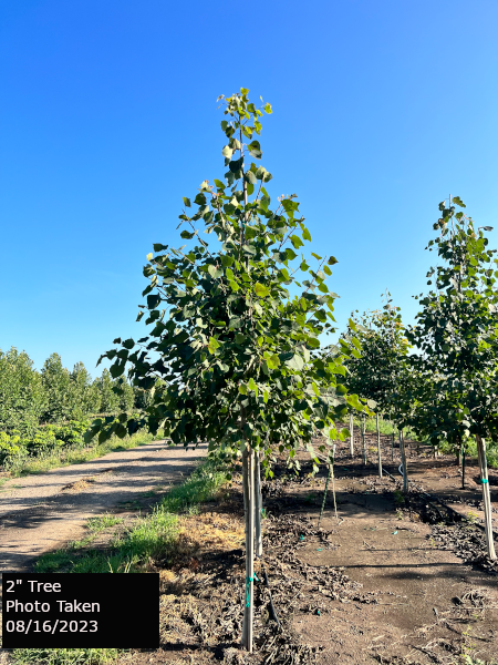 Prairie Gold® Aspen Tree - Plant Inventory | Goodmark Nurseries