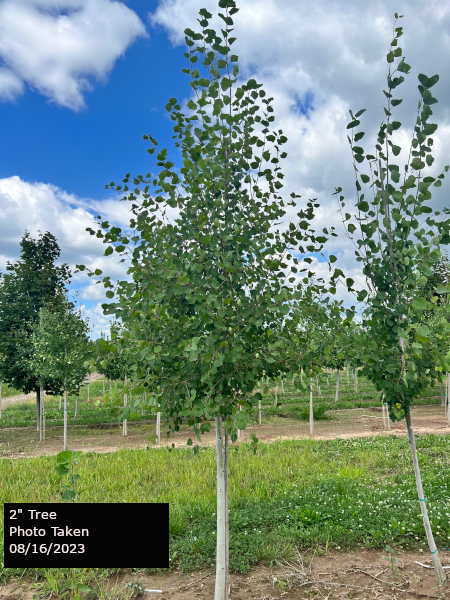 Quaking Aspen Tree - Populus Tremuloides | Goodmark Nurseries