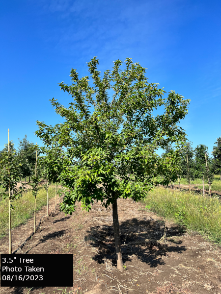 Zumi Calocarpa Crabapple Tree - Plant Inventory | Goodmark Nurseries
