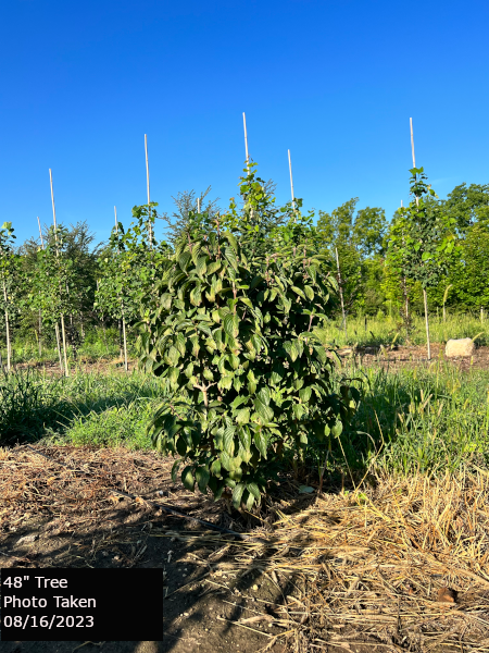 Golden Glory Cornelian Cherry Tree | Goodmark Nurseries