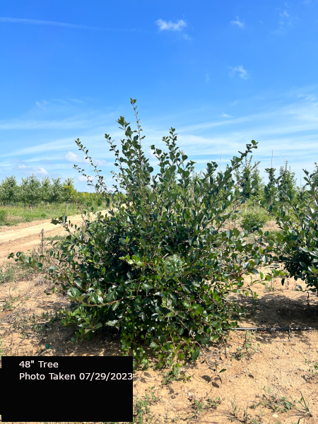 Thornless Cockspur Hawthorn Tree Inventory | Goodmark Nurseries