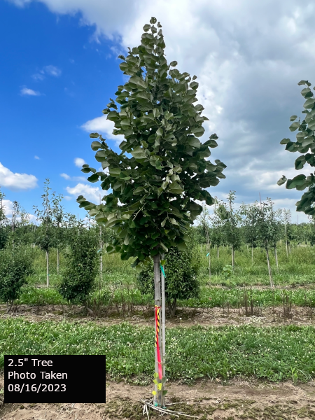 Sterling Linden Tree - Plant Inventory | Goodmark Nurseries