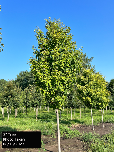 Bowhall Maple Tree - Acer Rubrum 'Bowhall' | Goodmark Nurseries