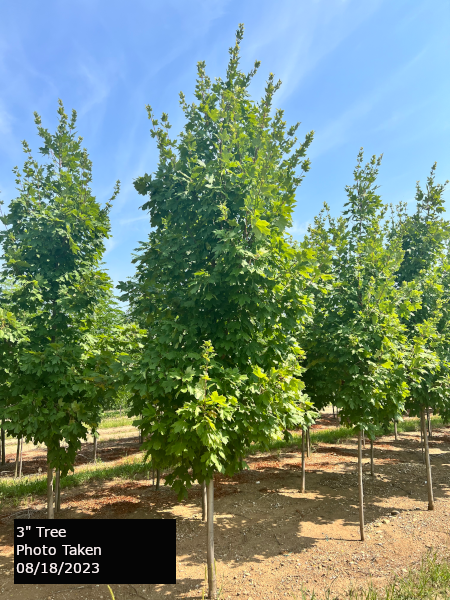 Commemoration® Maple Tree - Plant Inventory | Goodmark Nurseries