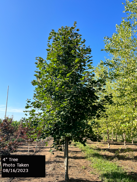 Deborah Maple Tree - Acer Plantanoides 'Deborah' | Goodmark Nurseries