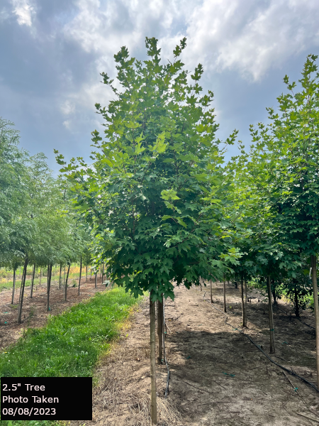 Flashfire® Maple Tree - Plant Inventory | Goodmark Nurseries