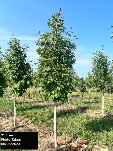 Green Mountain® Maple Tree - Plant Inventory | Goodmark Nurseries