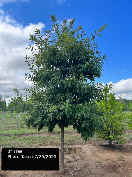 Shingle Oak Tree - Quercus Imbricaria | Goodmark Nurseries