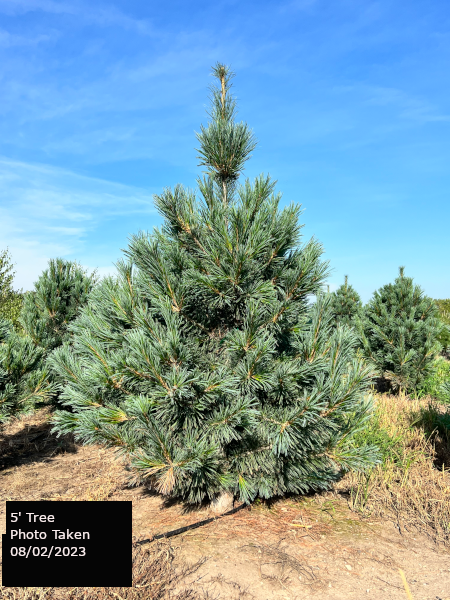Vanderwolf'S Pyramid Limber Pine Tree | Goodmark Nurseries