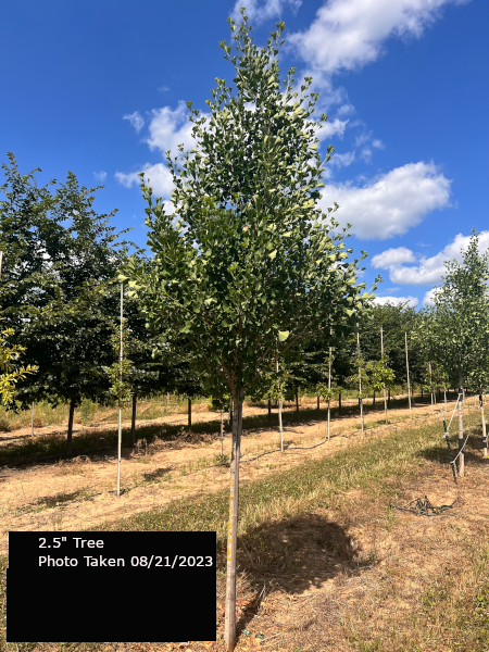 Presidential Gold® Ginkgo Tree - Plant Inventory | Goodmark Nurseries