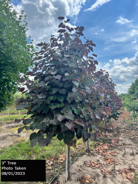 Cercis canadensis 'Forest Pansy' | Goodmark Nurseries