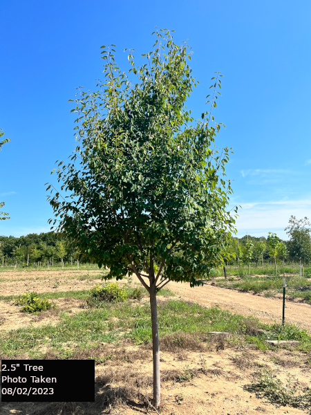 Lustre™ Allegheny Serviceberry Tree | Goodmark Nurseries