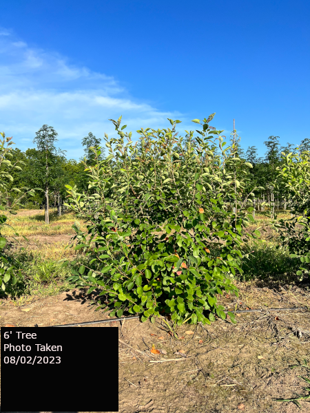 Shadblow Serviceberry Tree - Plant Inventory | Goodmark Nurseries