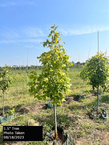 Shagbark Hickory Tree - Plant Inventory | Goodmark Nurseries