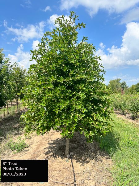 Majestic Black Tupelo Tree - Plant Inventory | Goodmark Nurseries