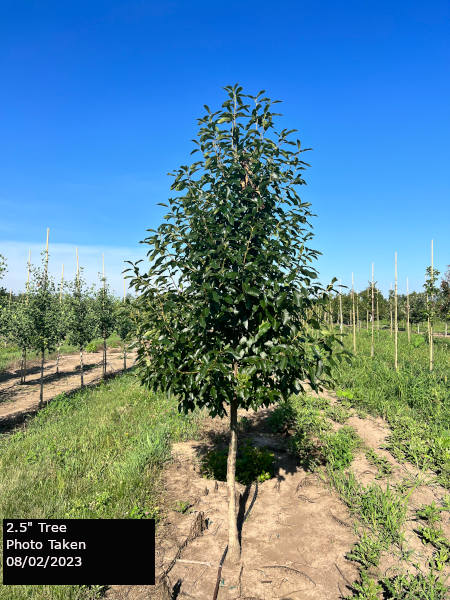 Firestarter® Tupelo Tree - Plant Inventory | Goodmark Nurseries