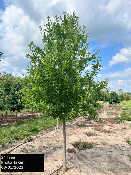 Tupelo Tree - Plant Inventory | Goodmark Nurseries