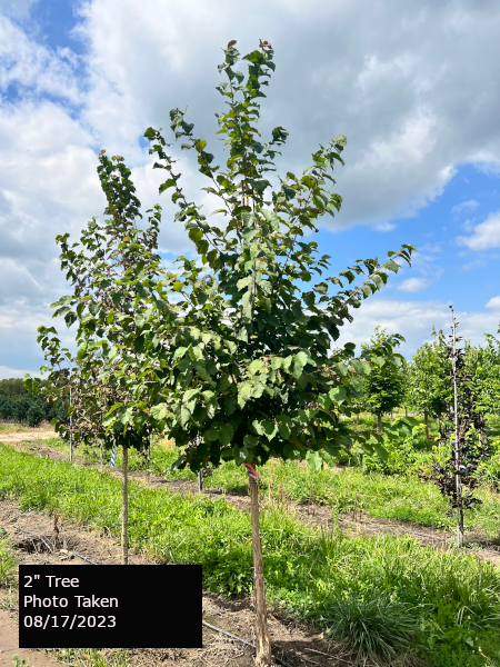 Turkish Filbert Fall